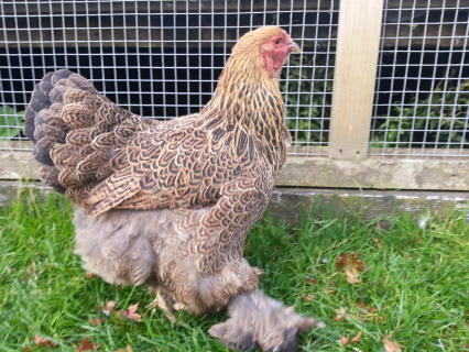 Brahma For Sale | Chickens | Breed Information | Omlet