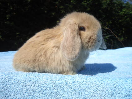 Mini Lop For Sale | Rabbits | Breed Information | Omlet