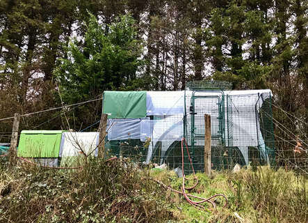 Heavy Duty Cover with Gutter Edge for Walk in Run – 3m | Outdoor Walk ...