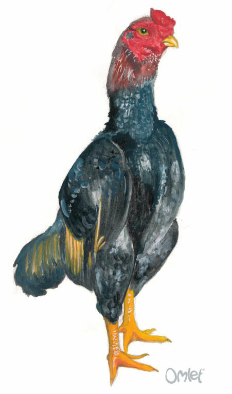 Ko Shamo For Sale | Chickens | Breed Information | Omlet