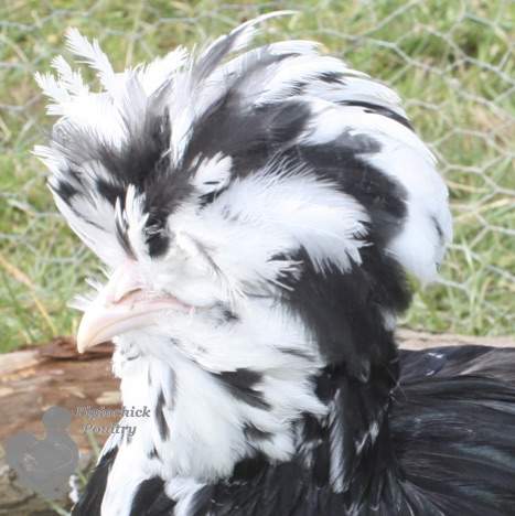Houdan For Sale | Chickens | Breed Information | Omlet