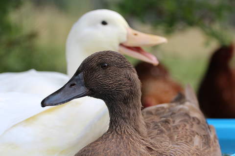 Pekin Duck For Sale | Ducks | Breed Information | Omlet