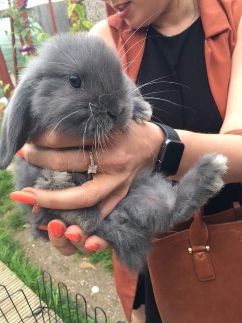Mini Lop For Sale | Rabbits | Breed Information | Omlet