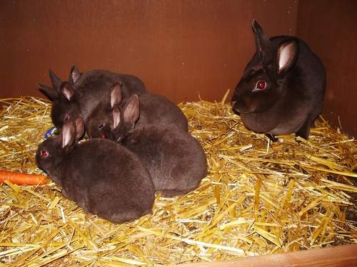 Chinchilla Rex Rabbits | Chinchilla Rex For Sale