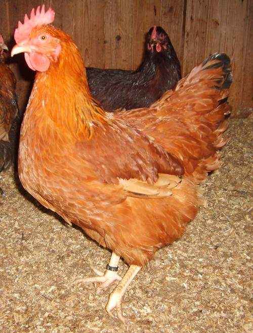 New Hampshire Red Chickens | New Hampshire Red For Sale