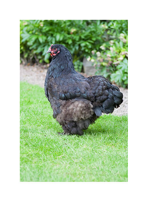 Chickens | Guide | Omlet UK