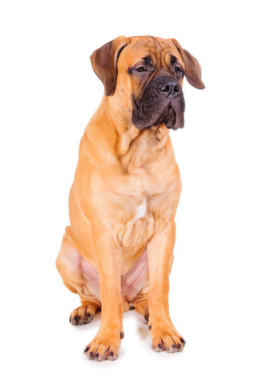 Bullmastiff | Dogs | Breed Information | Omlet