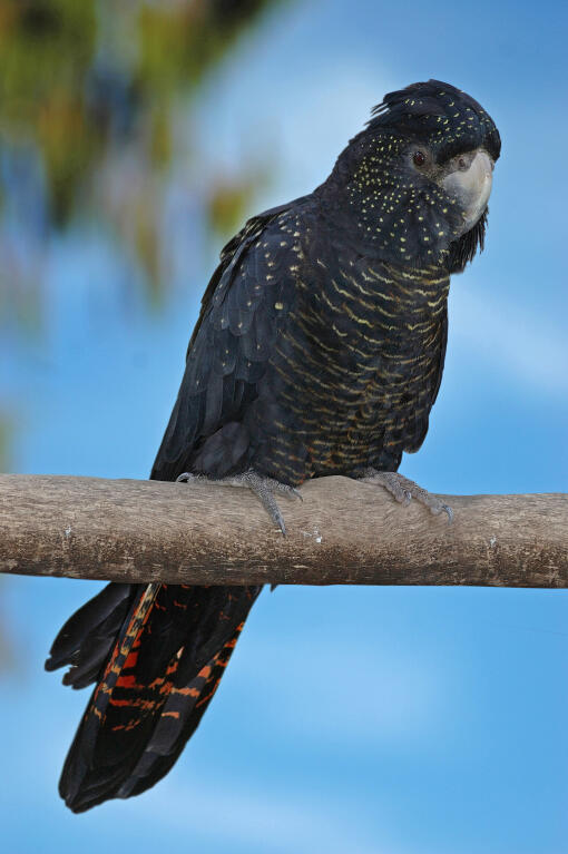 Red Tailed Black Cockatoo | Parrots | Breed Information | Omlet
