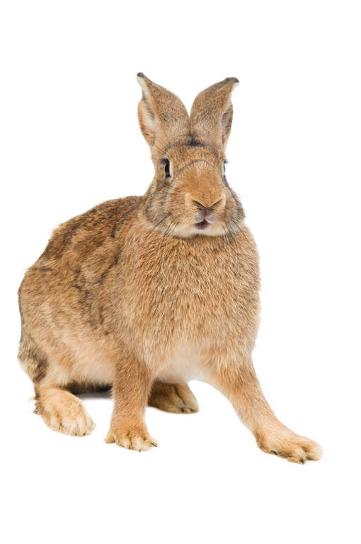 Belgian Hare Rabbits | Belgian Hare For Sale