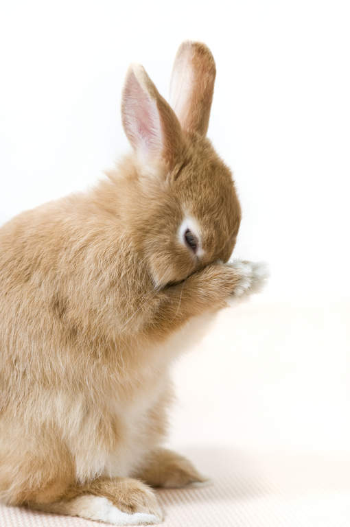 Netherlands Dwarf (Coloured) For Sale | Rabbits | Breed Information | Omlet