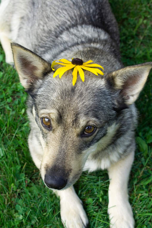 Swedish Vallhund Dogs