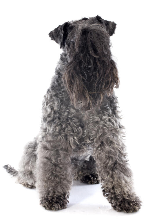 Kerry Blue Terrier Dogs
