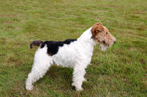 Fox Terrier (Wire) Dogs | Dog Breeds