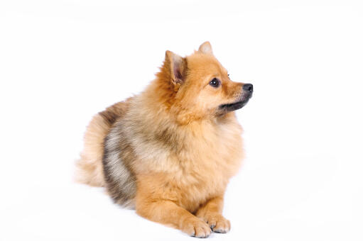 German Spitz (Klein) Dogs | Dog Breeds