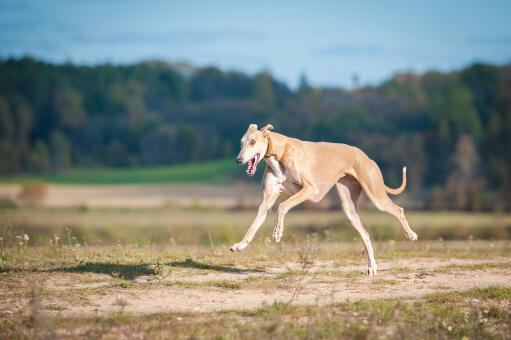 Greyhound Dogs | Dog Breeds