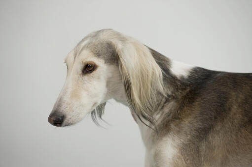 Saluki Dogs | Dog Breeds