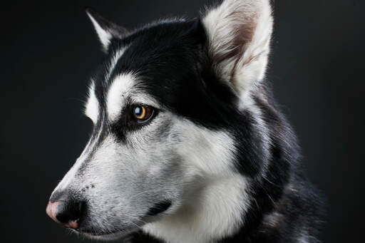 Alaskan Malamute Dogs | Dog Breeds