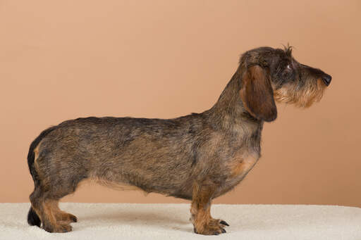 Dachshund Dogs | Dog Breeds