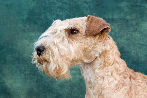 Lakeland Terrier Dogs | Dog Breeds