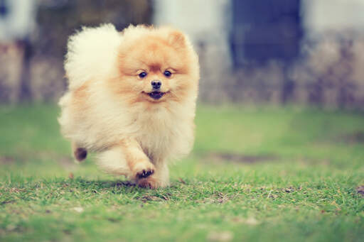 Pomeranian Dogs | Dog Breeds