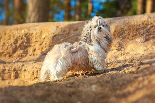 Shih Tzu Dogs | Dog Breeds