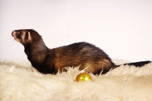Sable Ferrets | Sable For Sale | Ferret Breeds