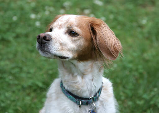 Brittany Dogs | Dog Breeds