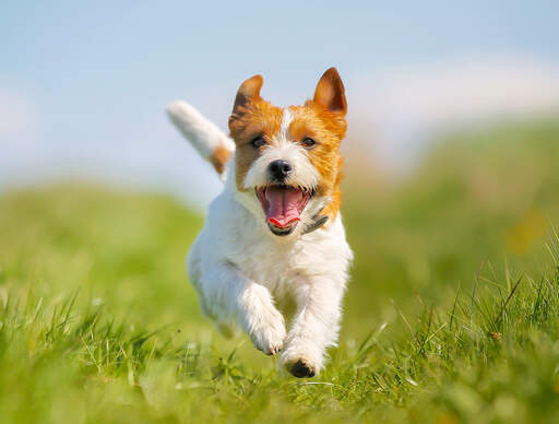 Jack Russell Terrier Dogs | Dog Breeds