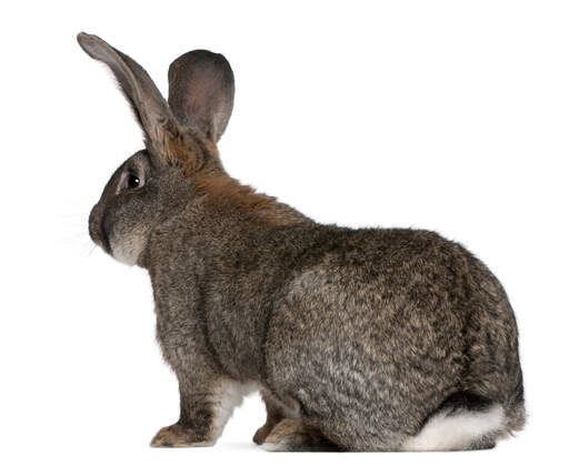 Flemish Giant Rabbits | Flemish Giant For Sale | Rabbit Breeds