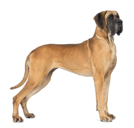 Great Dane Dogs | Dog Breeds