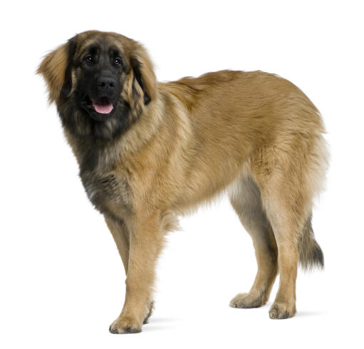Leonberger Dogs | Dog Breeds