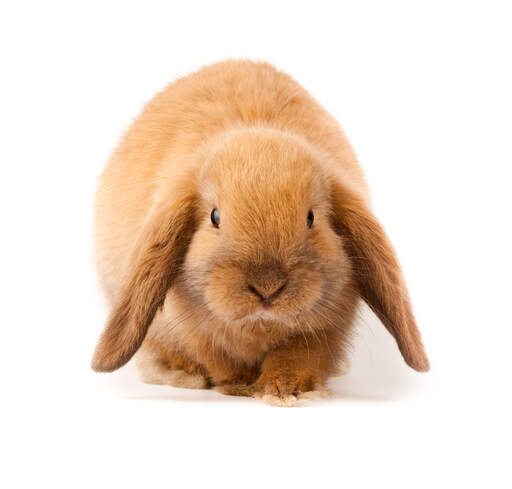 Mini Lop Rabbits | Mini Lop For Sale | Rabbit Breeds