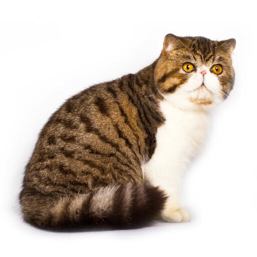 Exotic Shorthair Cats Cat Breeds