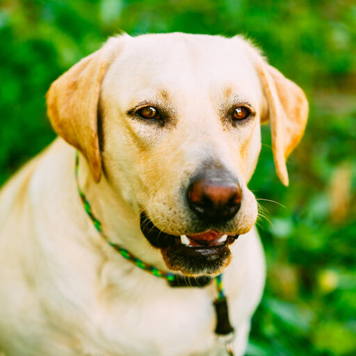 Labrador Retriever Dogs | Dog Breeds