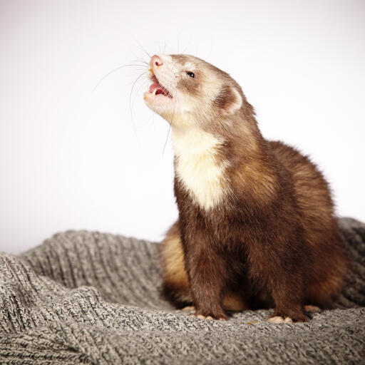 Chocolate Ferrets | Chocolate For Sale | Ferret Breeds