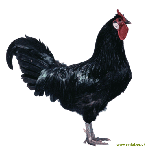 La Fleche Chickens | La Fleche For Sale | Chicken Breeds