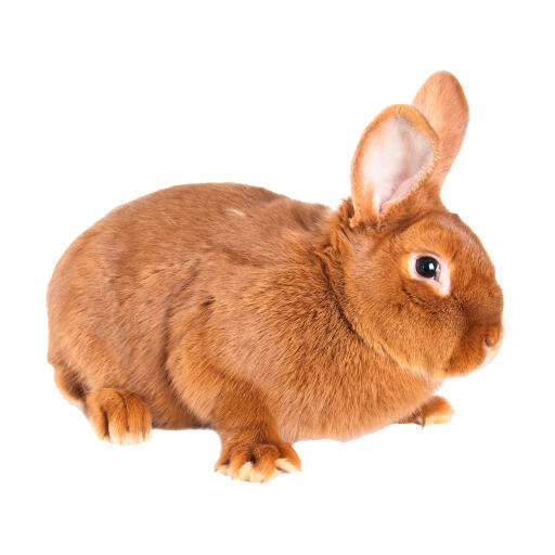 New Zealand Red Rabbits | New Zealand Red For Sale | Rabbit Breeds