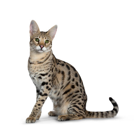 Savannah Cats | Cat Breeds
