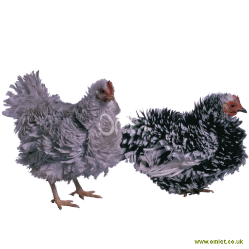 Serama Chicken Frizzle