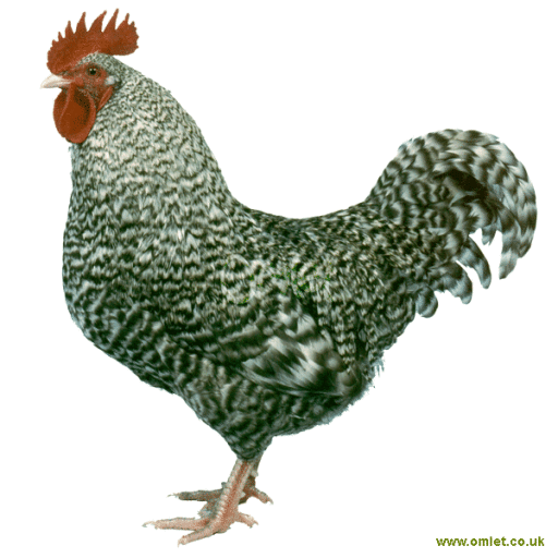 Marans Chickens | Marans For Sale | Chicken Breeds