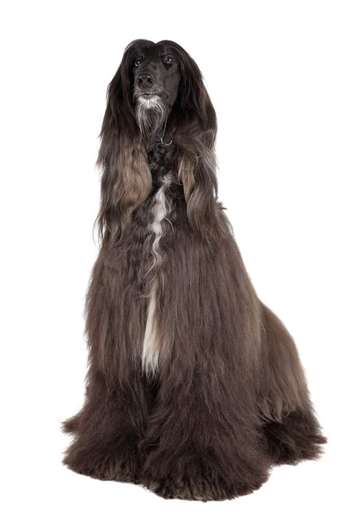 Afghan Hound Dogs