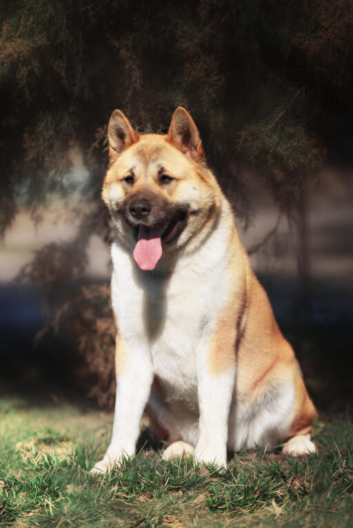Akita Dogs