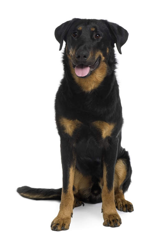 Beauceron | Dogs | Breed Information | Omlet