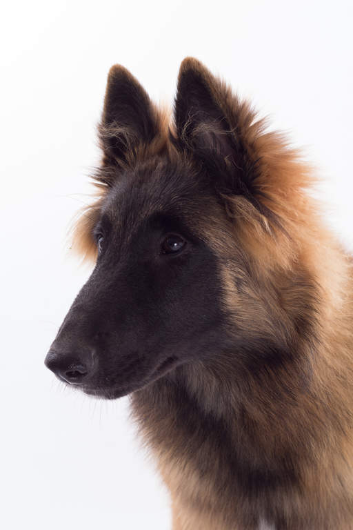 Belgian Shepherd Dog (Tervuren) | Dogs | Breed Information | Omlet