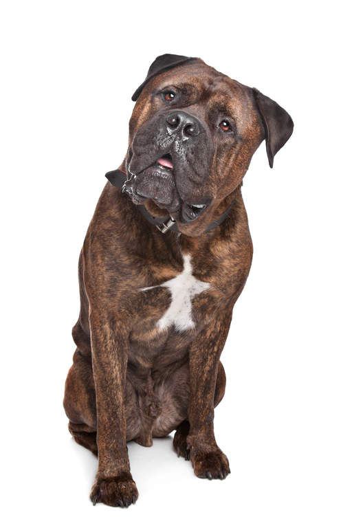 Bullmastiff | Dogs | Breed Information | Omlet