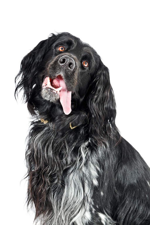 Large Munsterlander Dogs