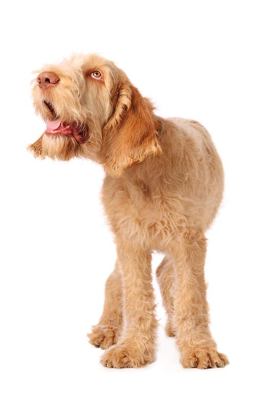 Spinone Italiano | Dogs | Breed Information | Omlet