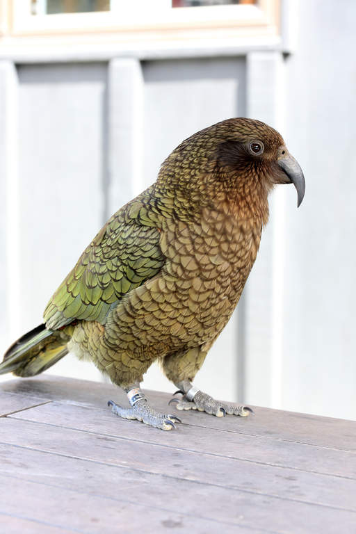 Kea | Parrots | Breed Information | Omlet