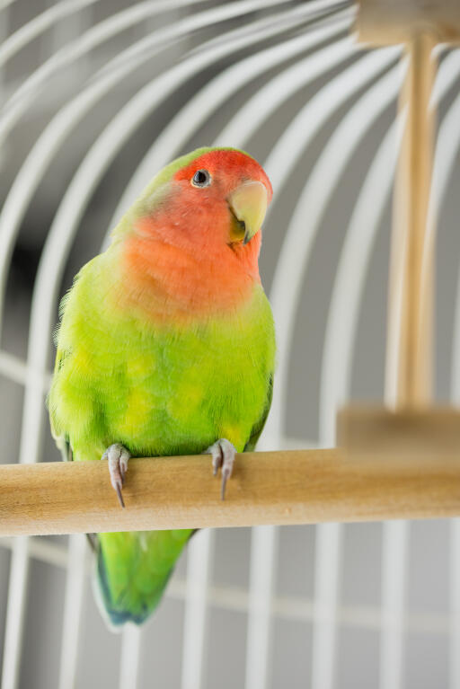 Rosy Faced Lovebird | Parrots | Breed Information | Omlet