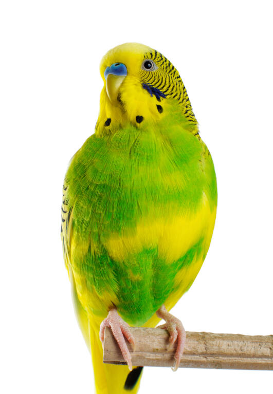 Budgerigar | Parrots | Breed Information | Omlet